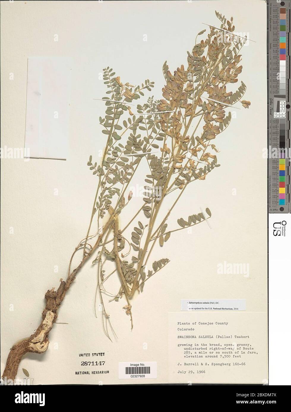Sphaerophysa salsula Pall DC Sphaerophysa salsula Pall DC Stock Photo ...