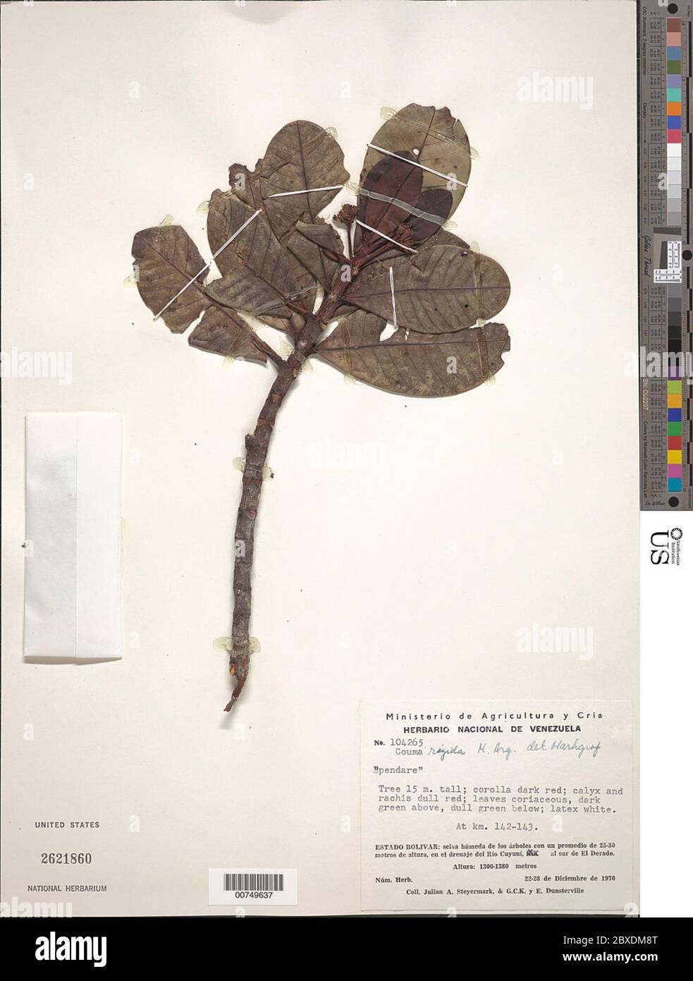 Couma hi-res stock photography and images - Alamy