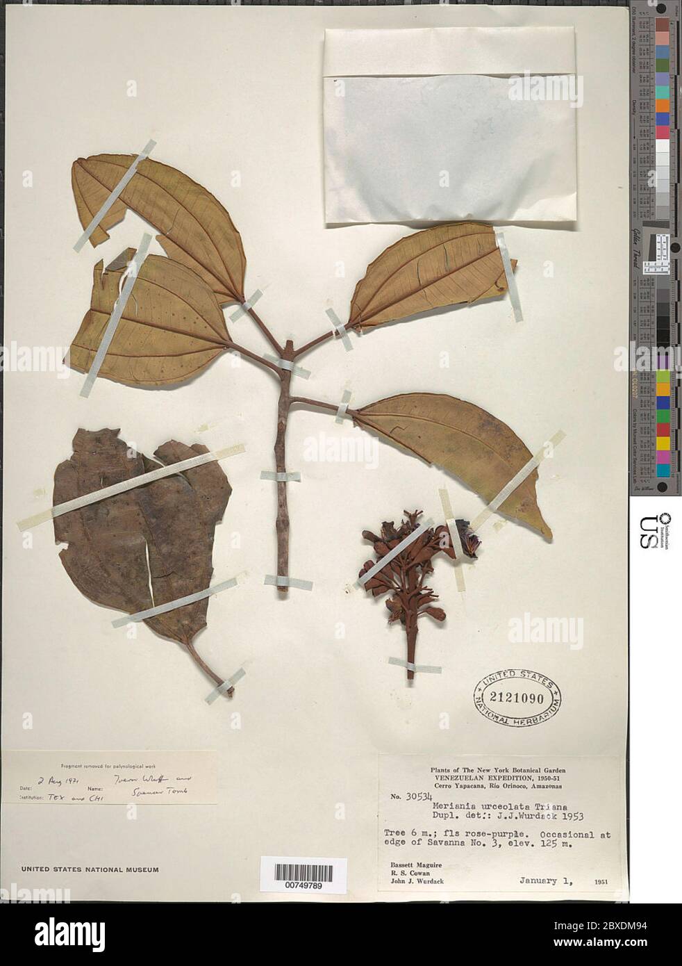 Meriania urceolata Triana Meriania urceolata Triana Stock Photo - Alamy