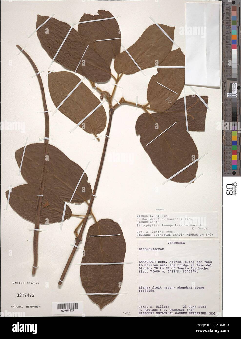 Stizophyllum inaequilaterum Bureau K Schum Stizophyllum inaequilaterum ...