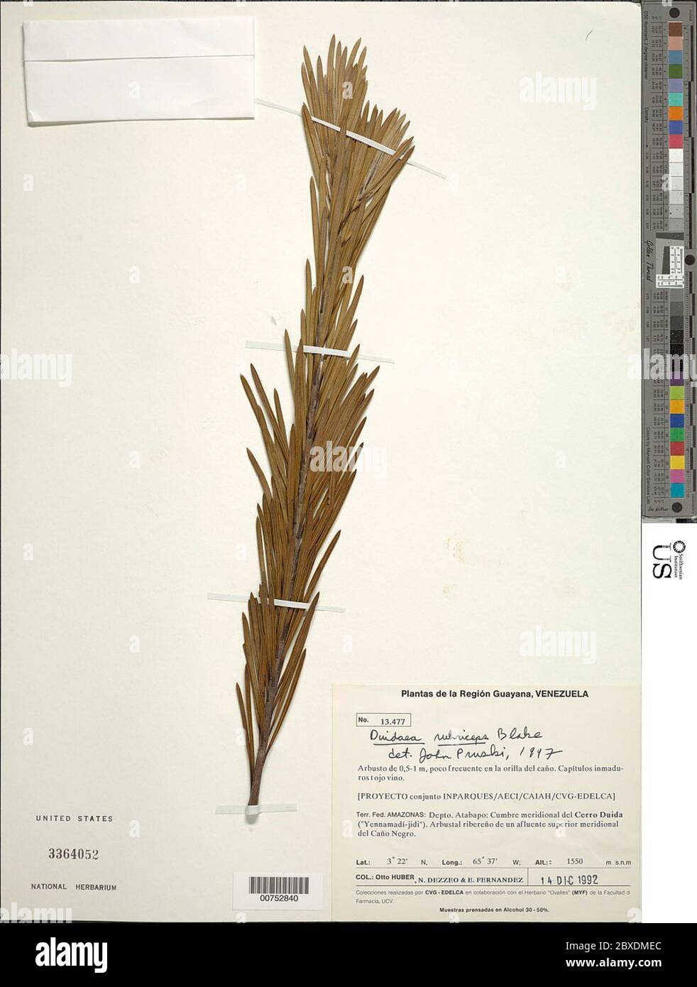 Duidaea rubriceps SF Blake Duidaea rubriceps SF Blake Stock Photo - Alamy