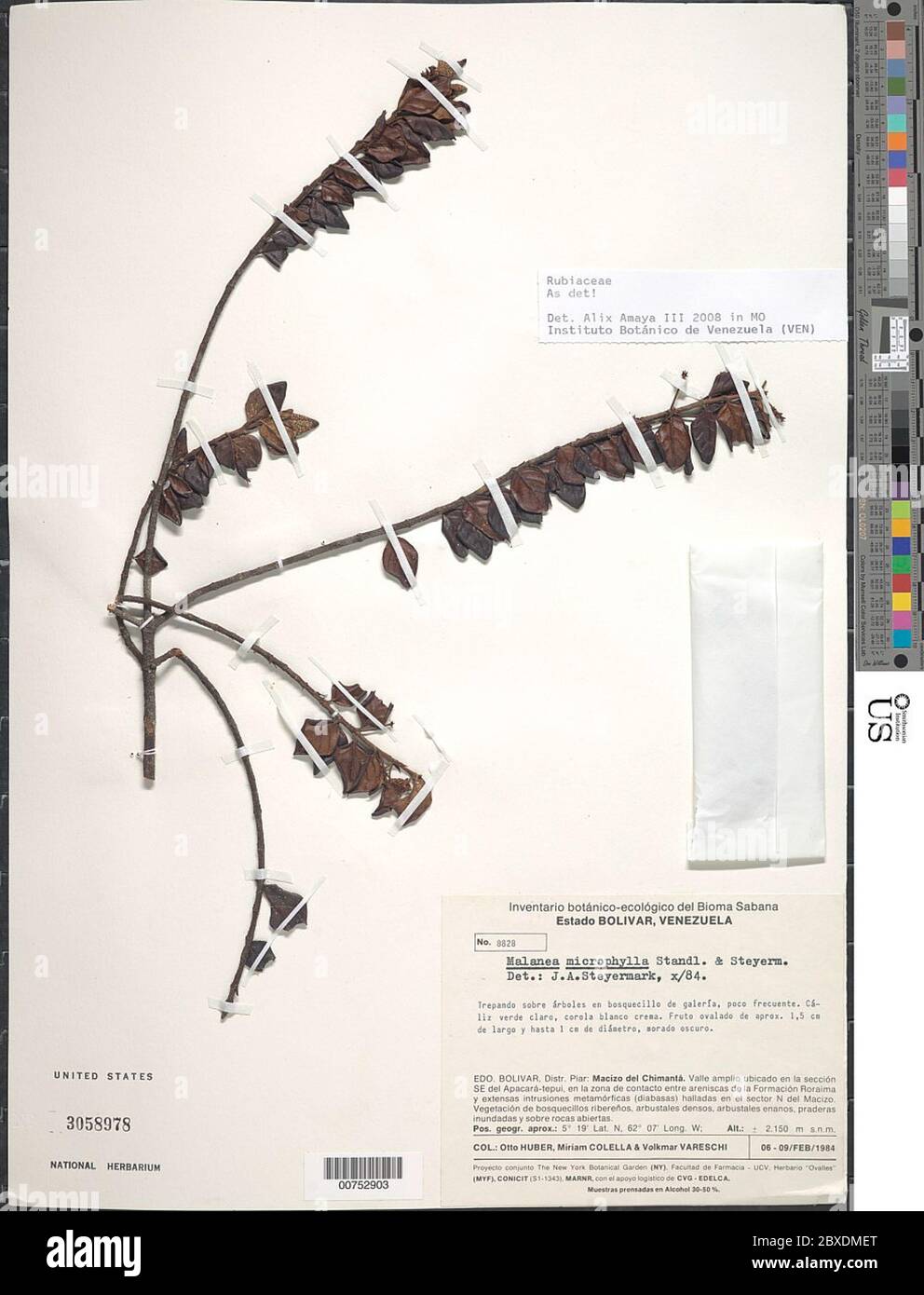 Malanea hi-res stock photography and images - Alamy