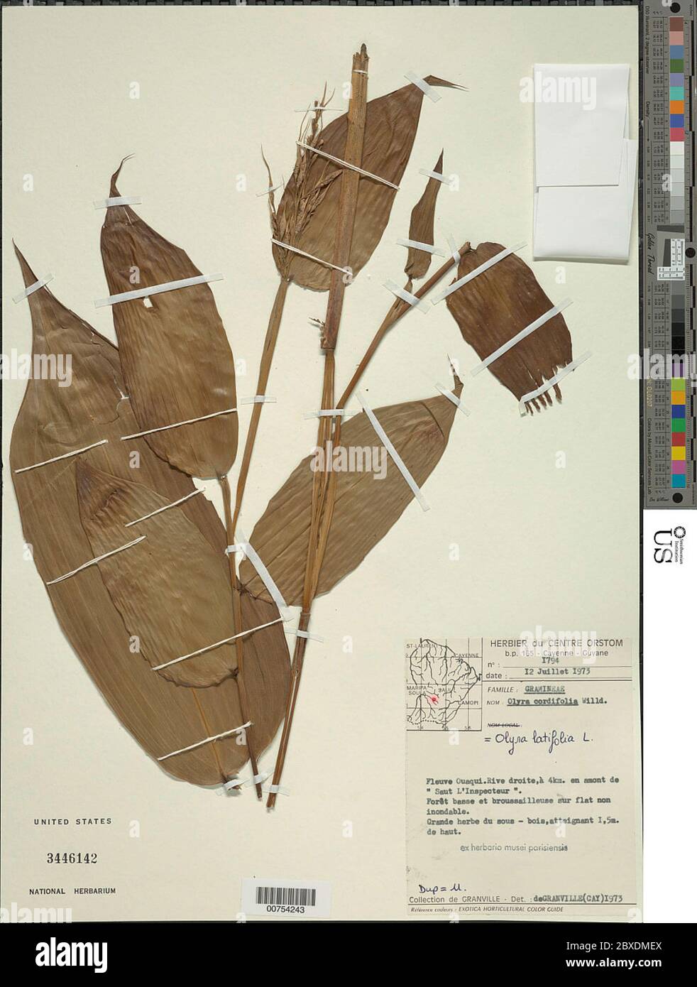 Olyra latifolia L Olyra latifolia L Stock Photo - Alamy