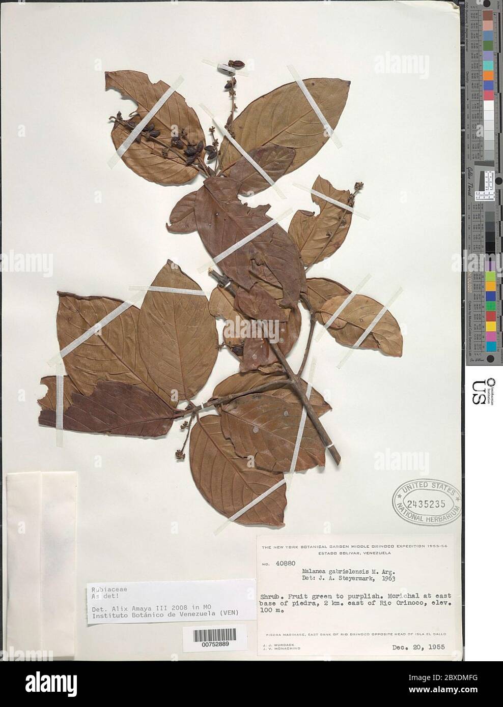 Malanea gabrielensis Mll Arg Malanea gabrielensis Mll Arg Stock Photo ...