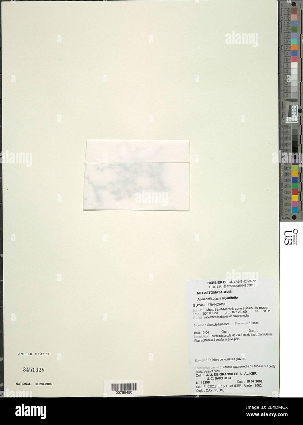 Appendicularia thymifolia Bonpl DC Appendicularia thymifolia Bonpl DC ...