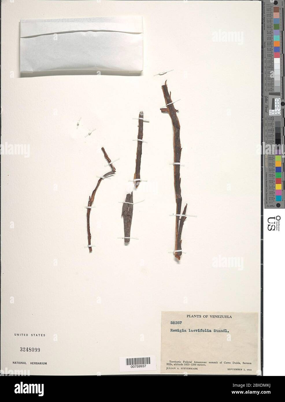 Remijia longifolia Benth ex Standl Remijia longifolia Benth ex Standl ...