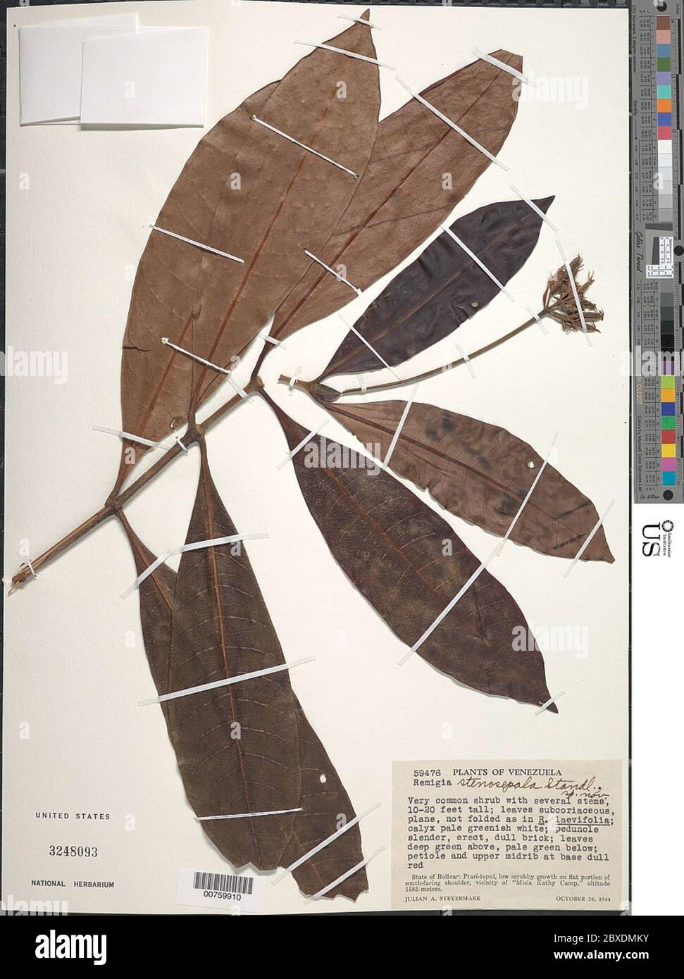 Remijia sipapoensis Steyerm Remijia sipapoensis Steyerm Stock Photo - Alamy