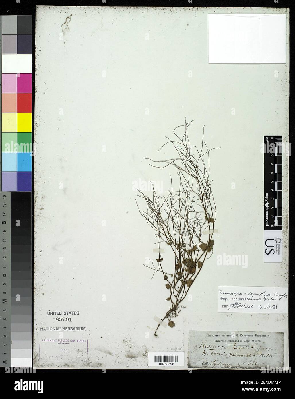 Gonocarpus hi-res stock photography and images - Alamy