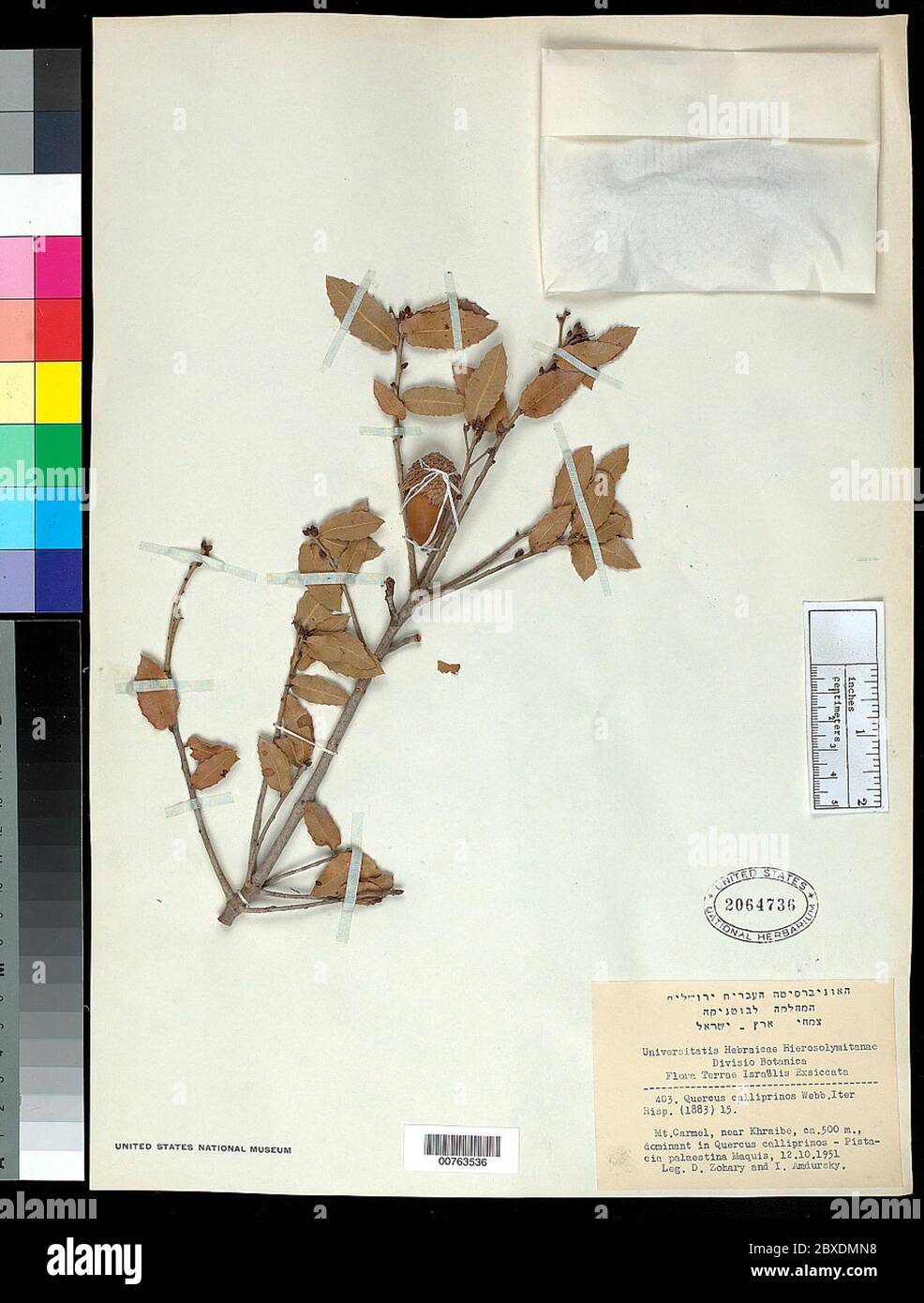 Quercus calliprinos Webb Quercus calliprinos Webb Stock Photo - Alamy