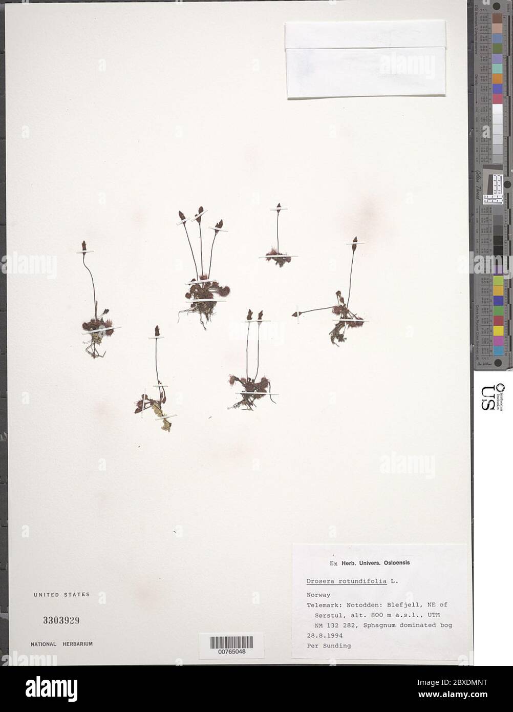 Drosera rotundifolia L Drosera rotundifolia L Stock Photo - Alamy