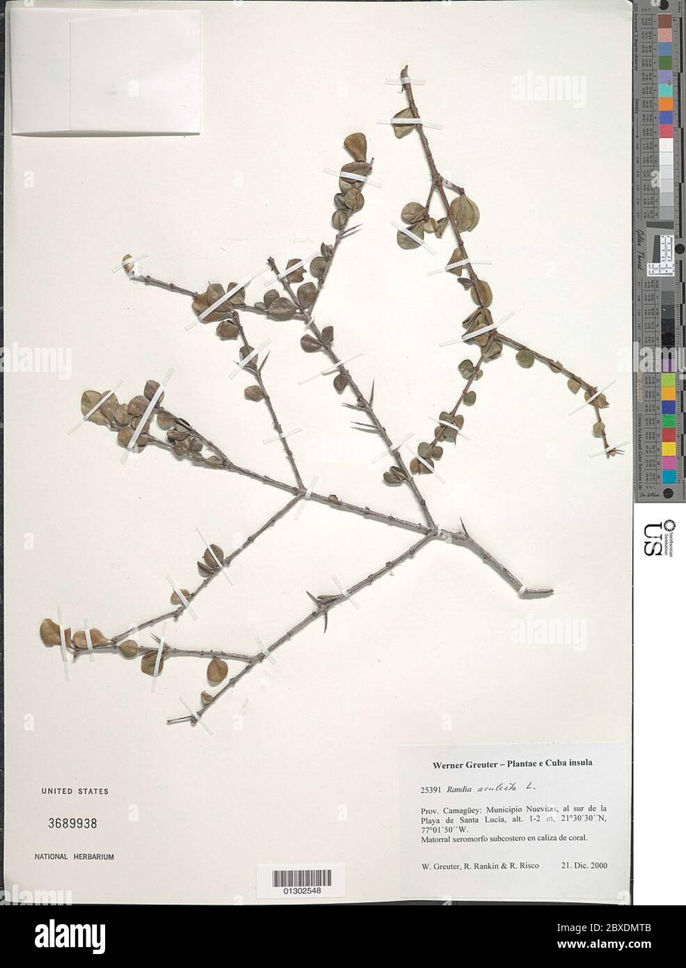 Randia aculeata hi-res stock photography and images - Alamy