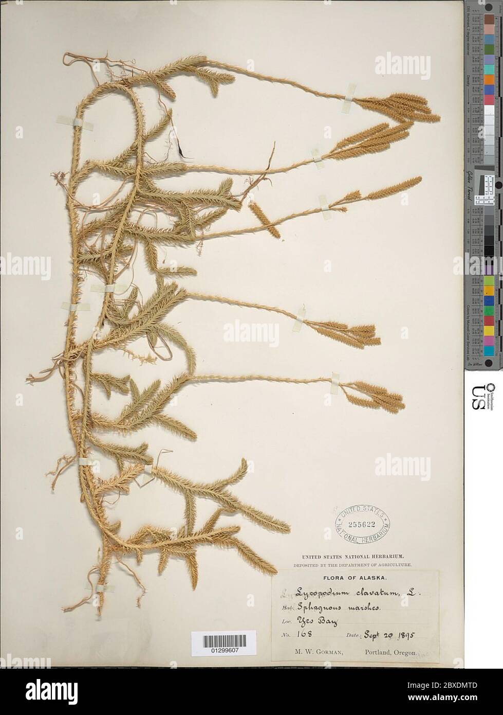 Lycopodium clavatum L Stock Photo - Alamy