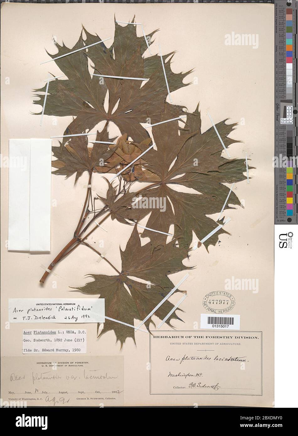 Acer platanoides l hi-res stock photography and images - Alamy