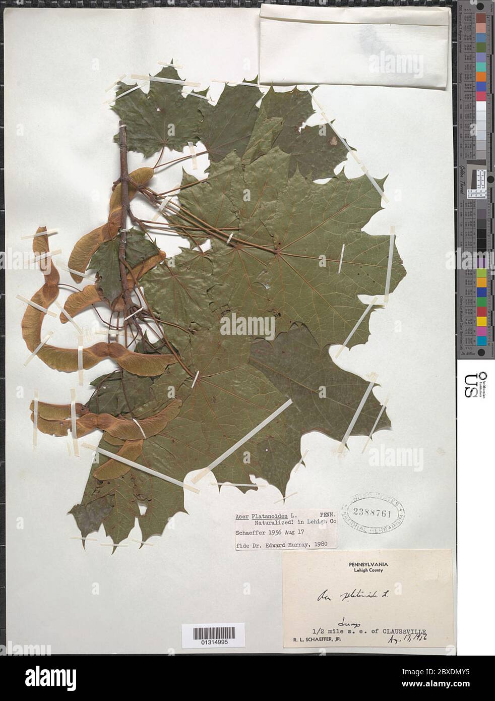 Acer platanoides maple leaves hi-res stock photography and images - Alamy