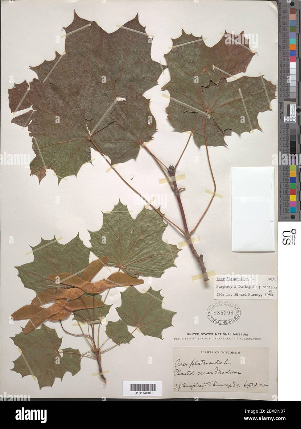 Acer platanoides l hi-res stock photography and images - Alamy