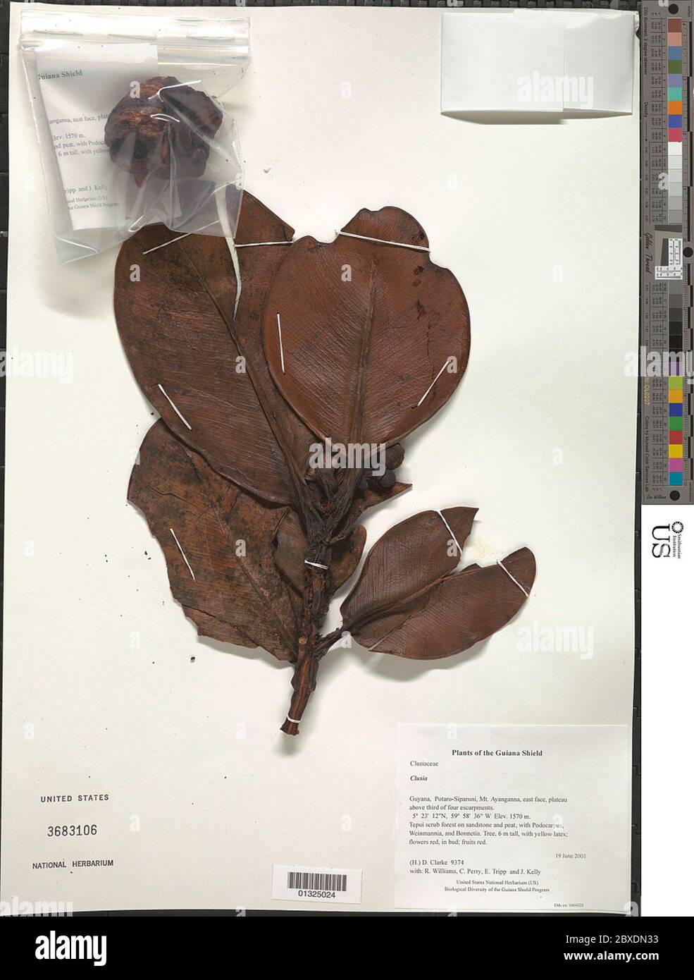 Clusia sp hi-res stock photography and images - Alamy