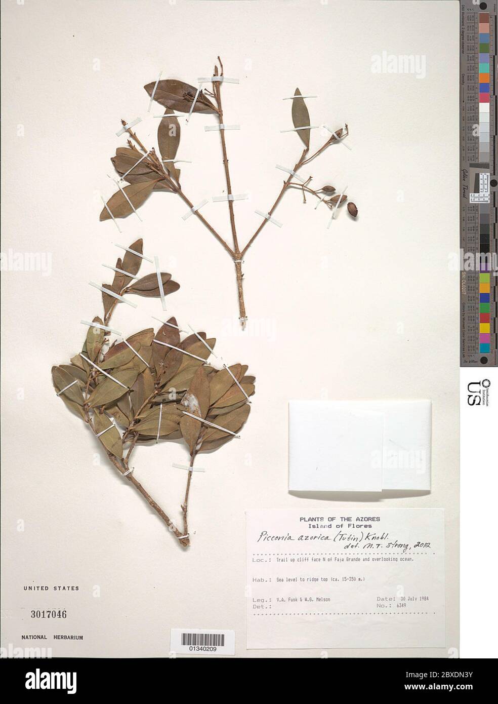 Picconia azorica Tutin Knobl Picconia azorica Tutin Knobl Stock Photo ...