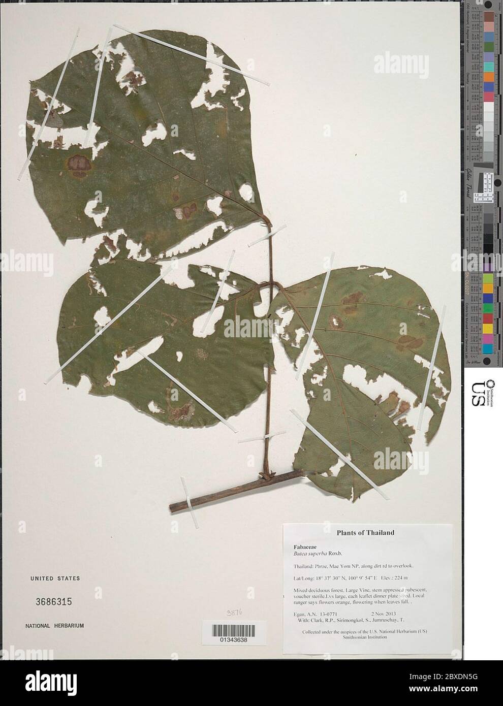 Butea superba Roxb Butea superba Roxb Stock Photo - Alamy