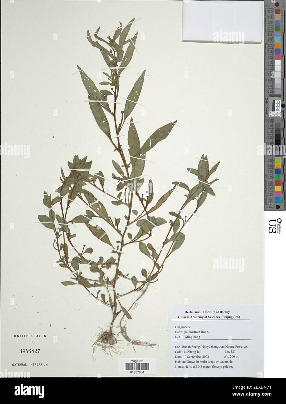 Ludwigia prostrata Roxb Ludwigia prostrata Roxb Stock Photo - Alamy
