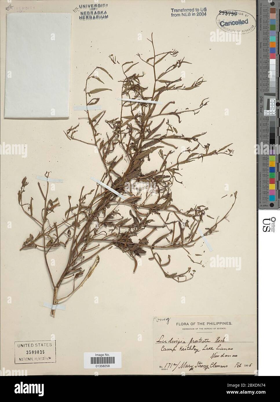 Ludwigia Prostrata