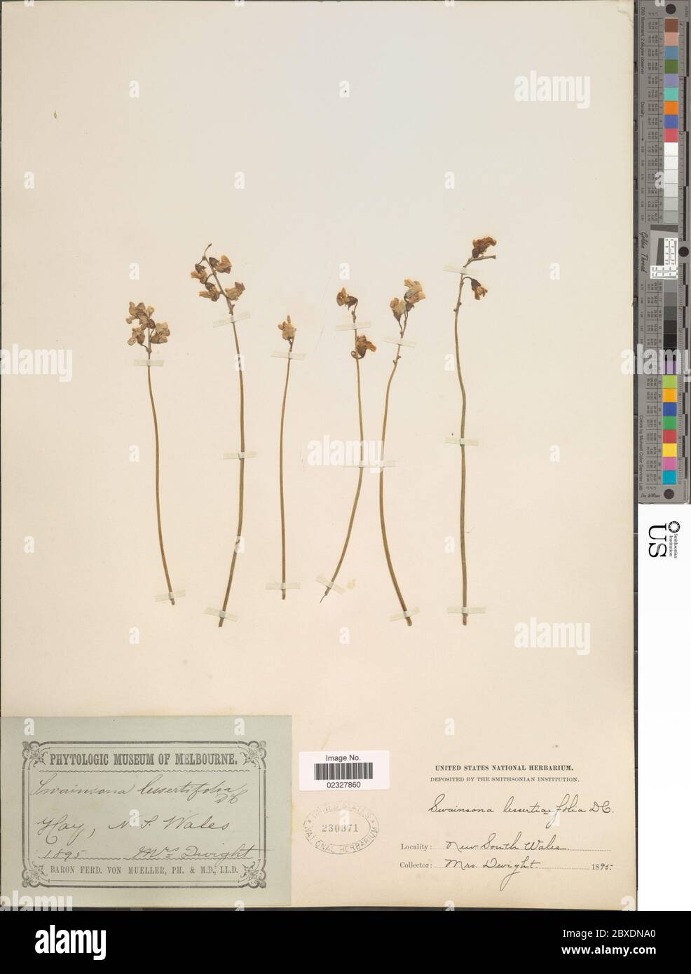 Swainsona lessertiifolia DC Swainsona lessertiifolia DC Stock Photo - Alamy