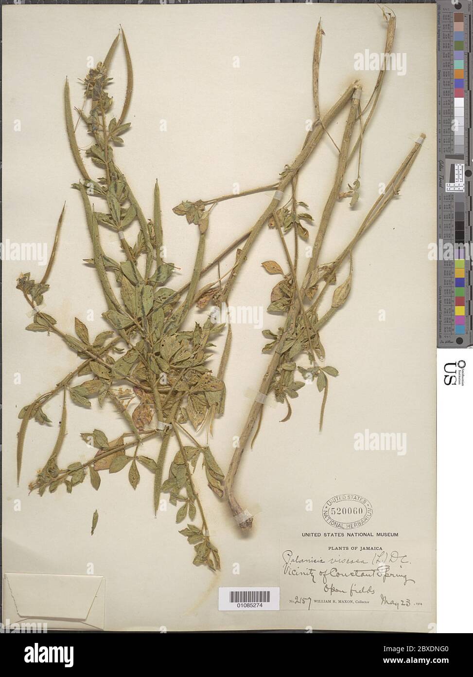 Cleome viscosa hi-res stock photography and images - Alamy