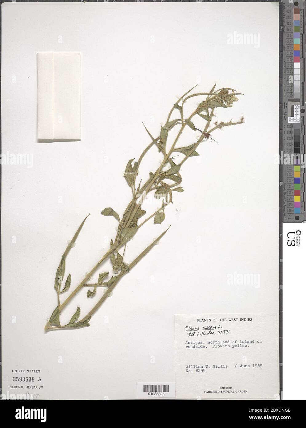 Cleome viscosa L Cleome viscosa L Stock Photo - Alamy