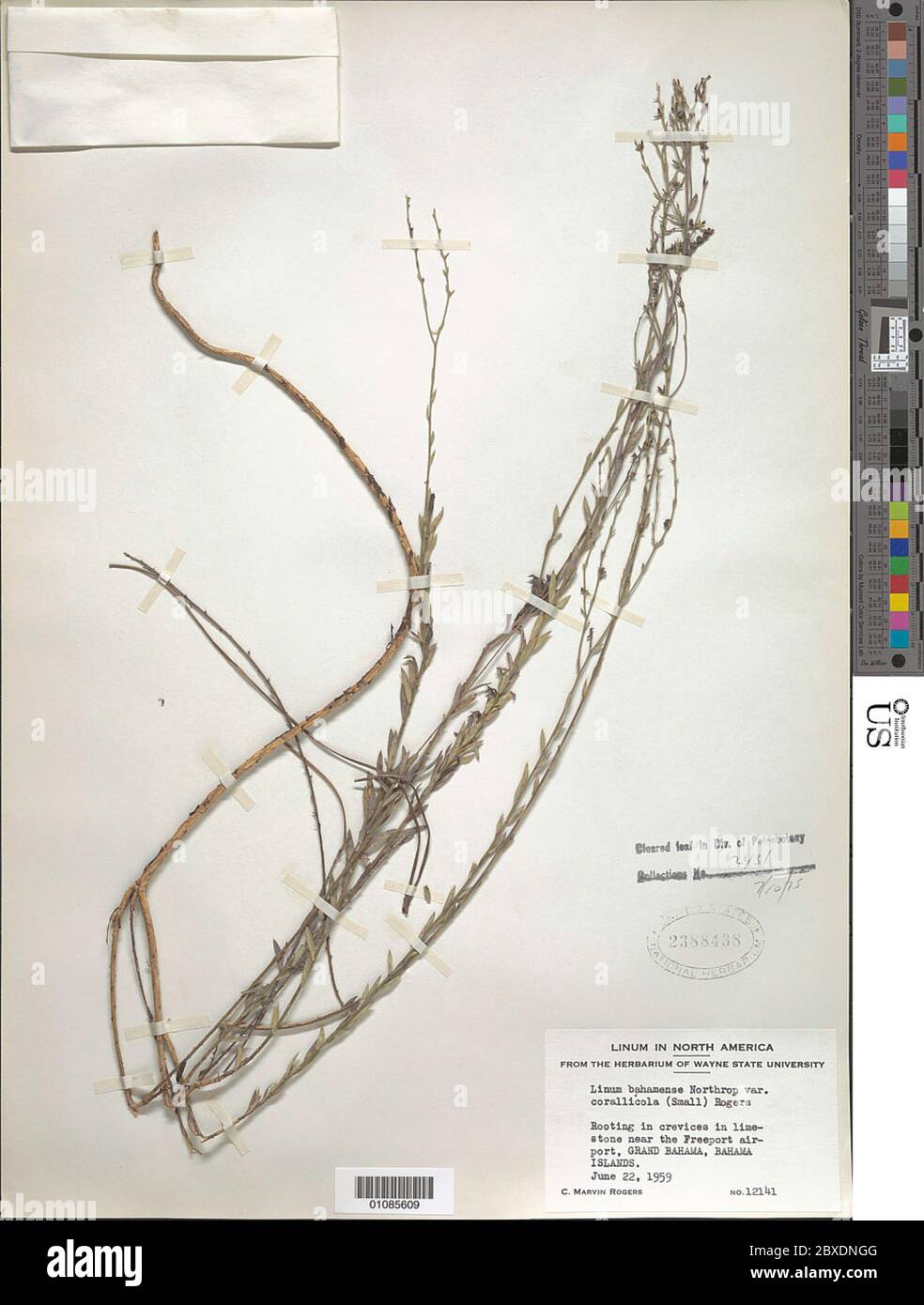Linum bahamense var corallicola Small CM Rogers Linum bahamense var ...