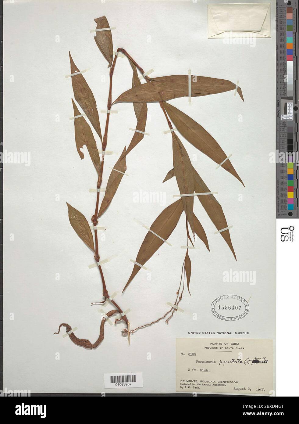 Polygonum punctatum Elliott Polygonum punctatum Elliott Stock Photo - Alamy