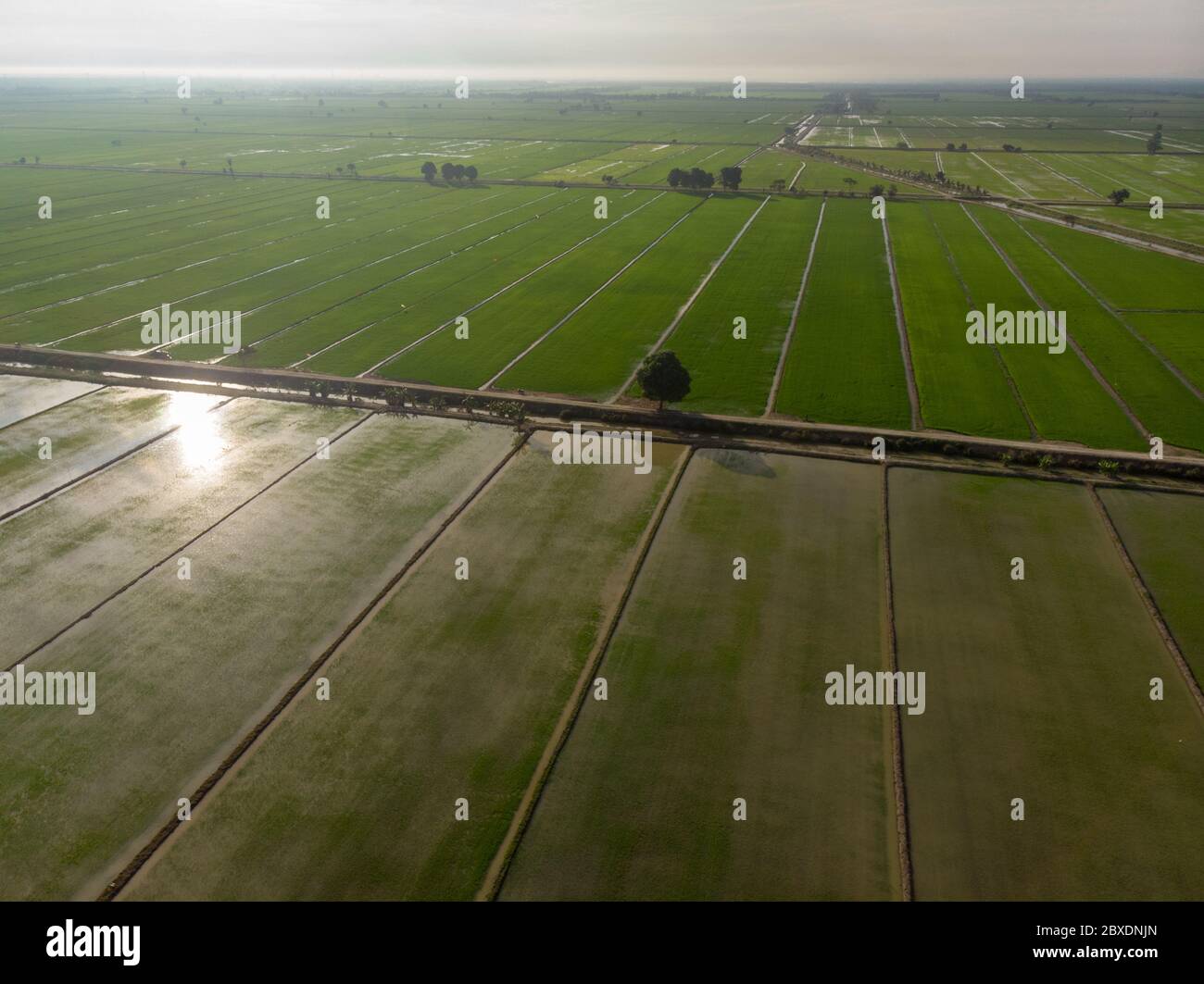 Aerial view of green paddy field agriculture at Malaysia Stock Photo ...