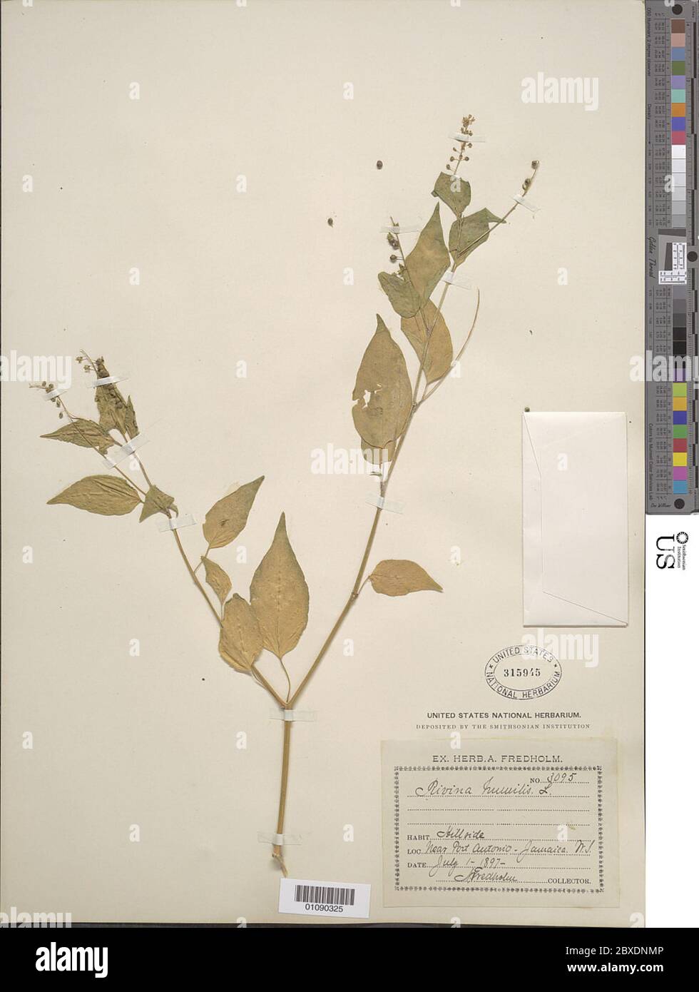 Rivina humilis L Rivina humilis L Stock Photo - Alamy