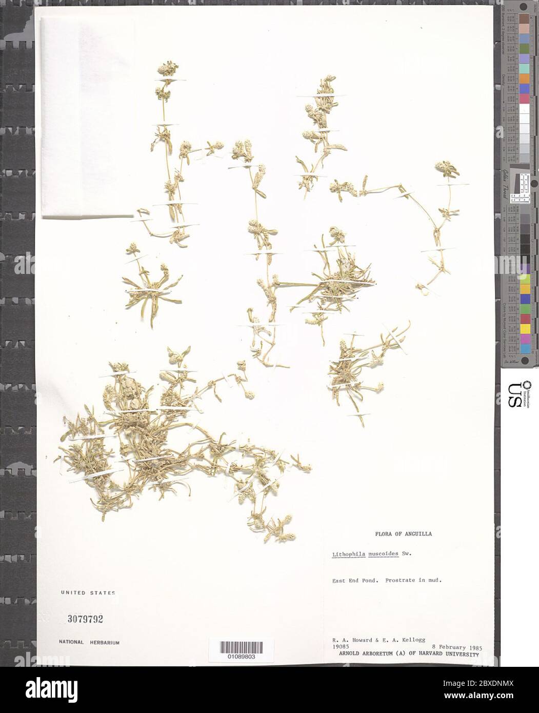 Lithophila muscoides Sw Lithophila muscoides Sw Stock Photo - Alamy