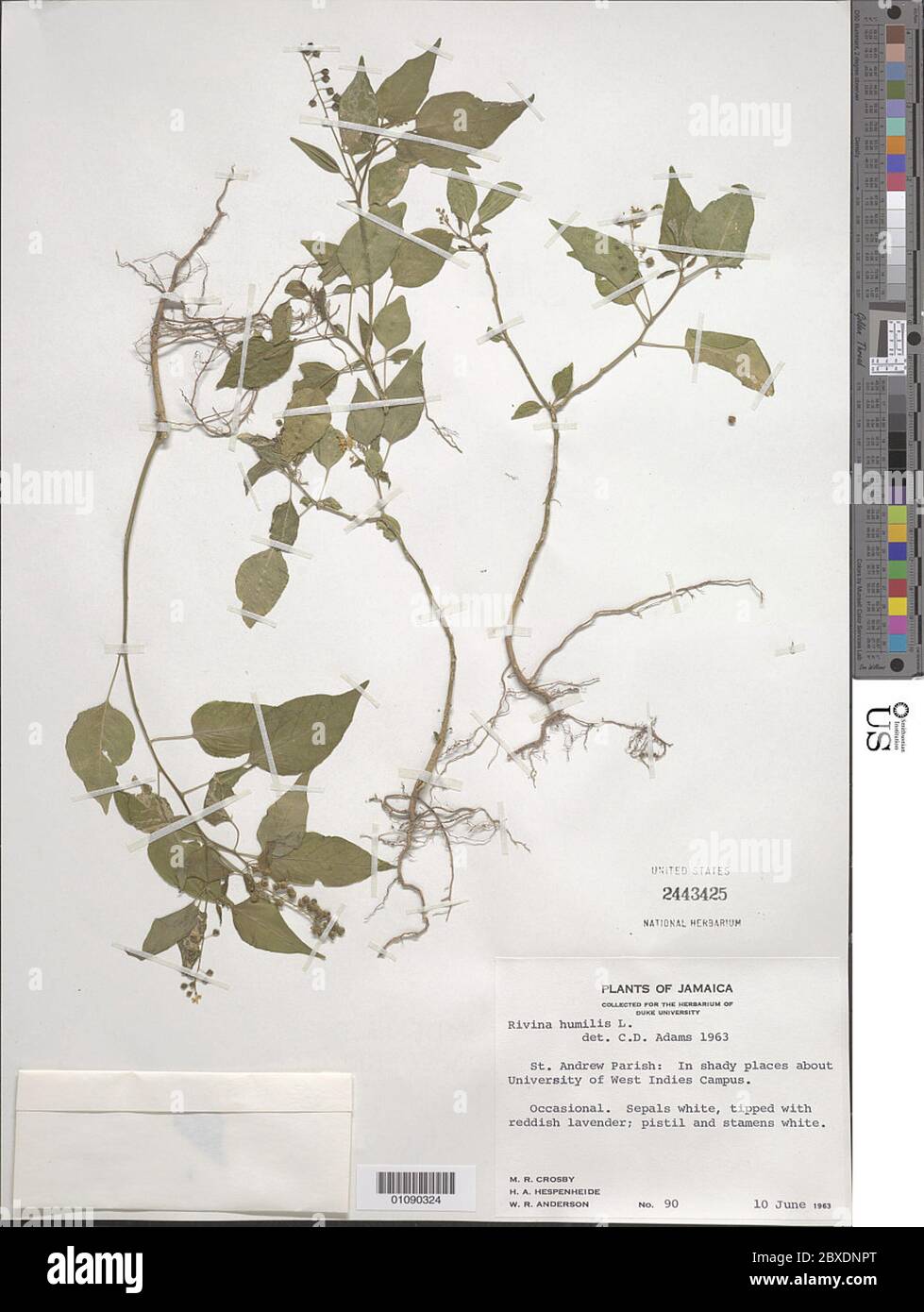 Rivina humilis L Rivina humilis L Stock Photo - Alamy