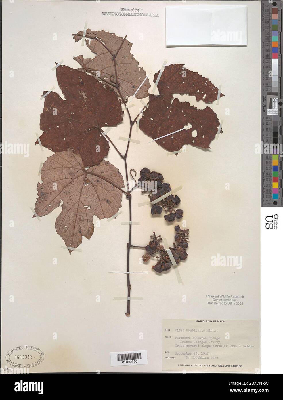 Vitis aestivalis Michx Vitis aestivalis Michx Stock Photo - Alamy