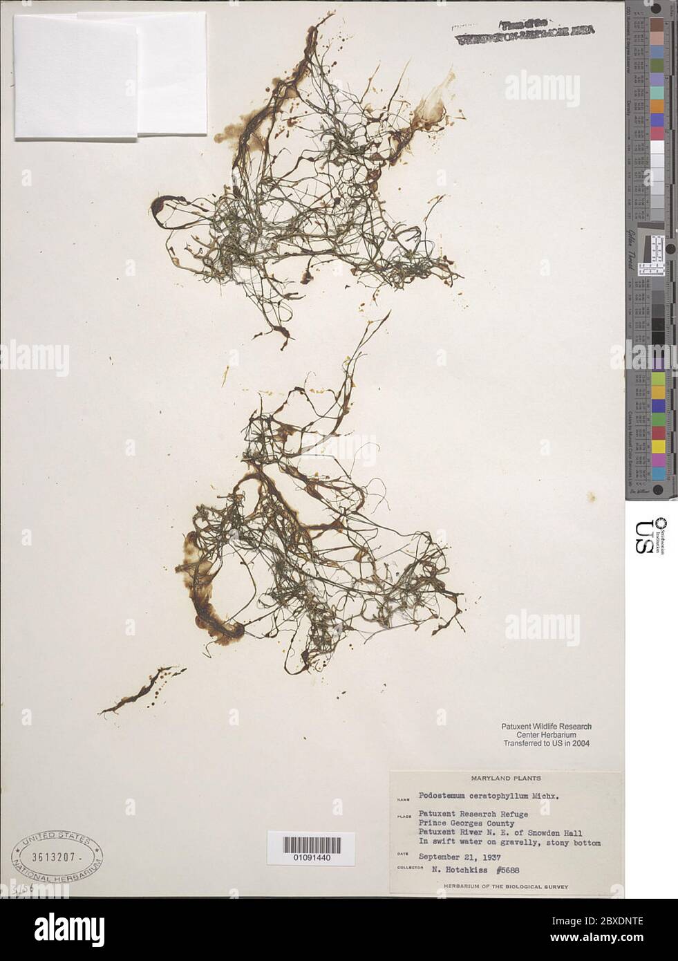 Podostemum ceratophyllum Michx Podostemum ceratophyllum Michx Stock ...