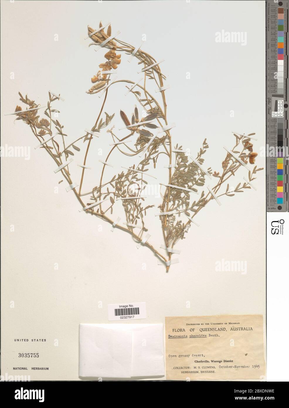 Swainsona phacoides Benth Swainsona phacoides Benth Stock Photo - Alamy