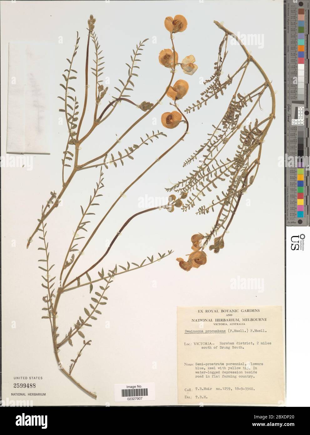 Swainsona procumbens F Muell Swainsona procumbens F Muell Stock Photo ...