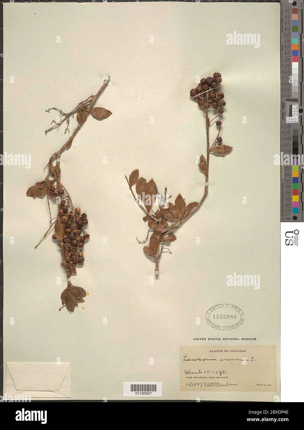 Lawsonia inermis L Lawsonia inermis L Stock Photo - Alamy