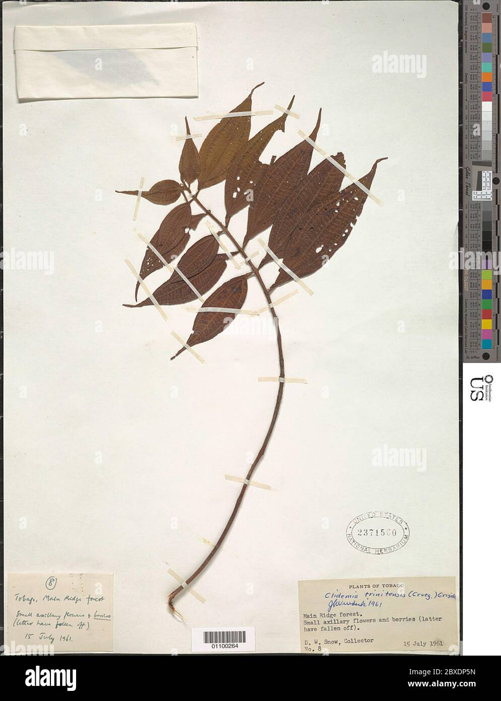 Clidemia trinitensis Crueg Griseb Clidemia trinitensis Crueg Griseb ...