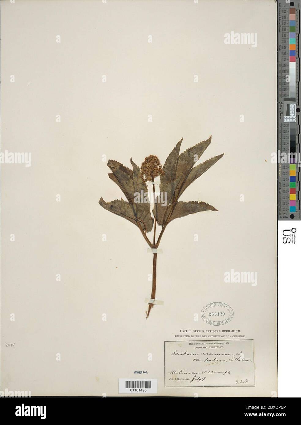 Sambucus racemosa L Sambucus racemosa L Stock Photo - Alamy