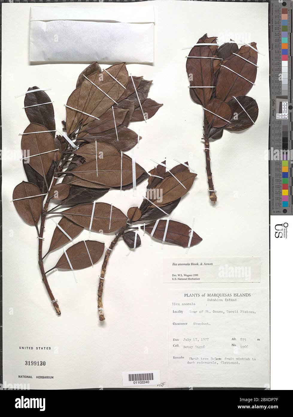 Ilex anomala Hook Arn Ilex anomala Hook Arn Stock Photo - Alamy