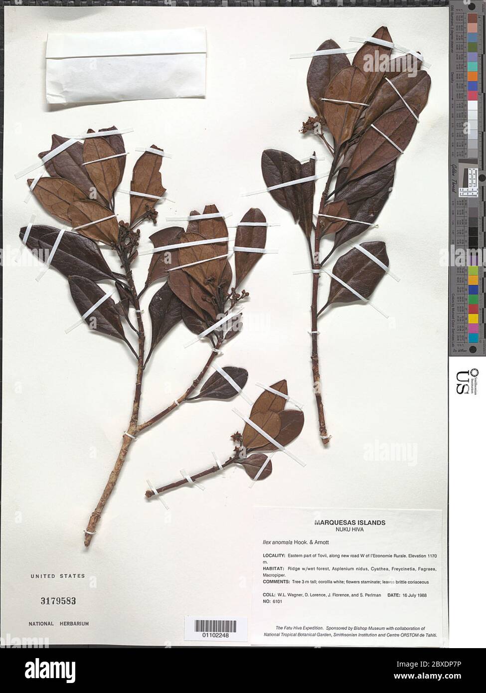 Ilex anomala hi-res stock photography and images - Alamy