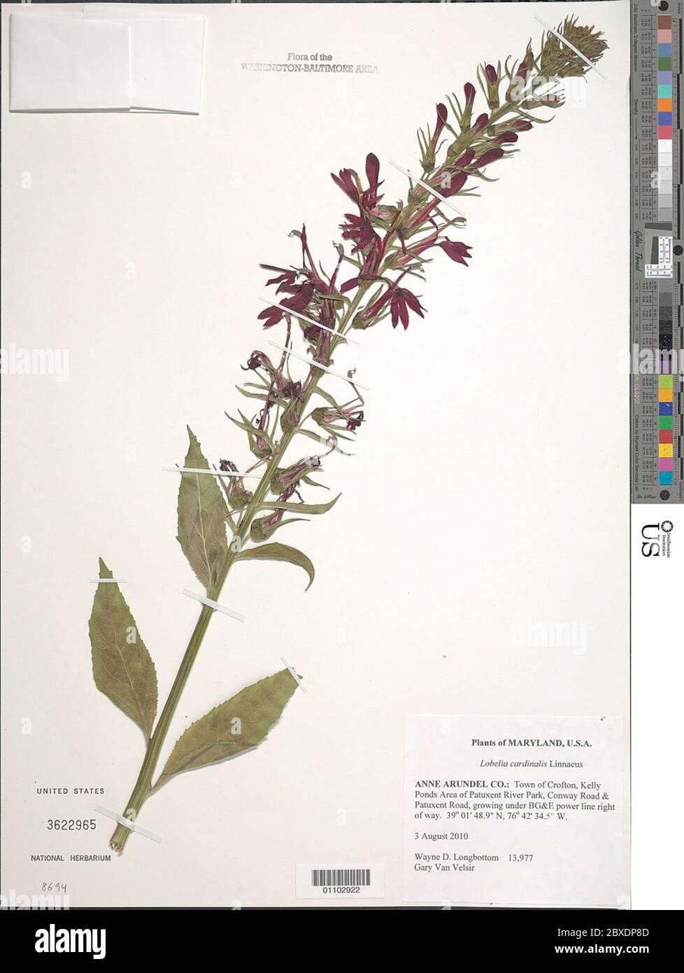 Lobelia cardinalis L Lobelia cardinalis L Stock Photo - Alamy