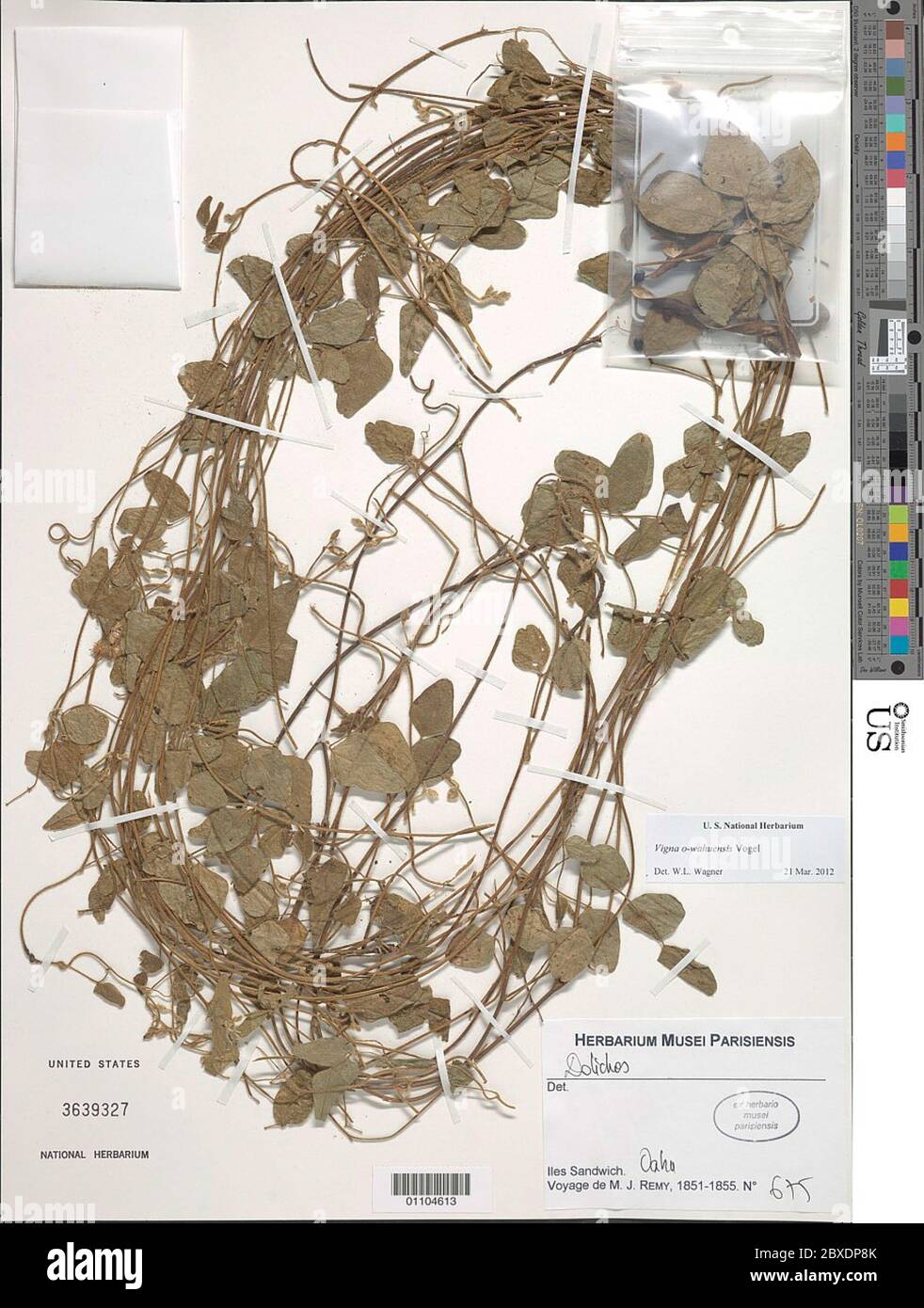 Oahuensis hi-res stock photography and images - Alamy