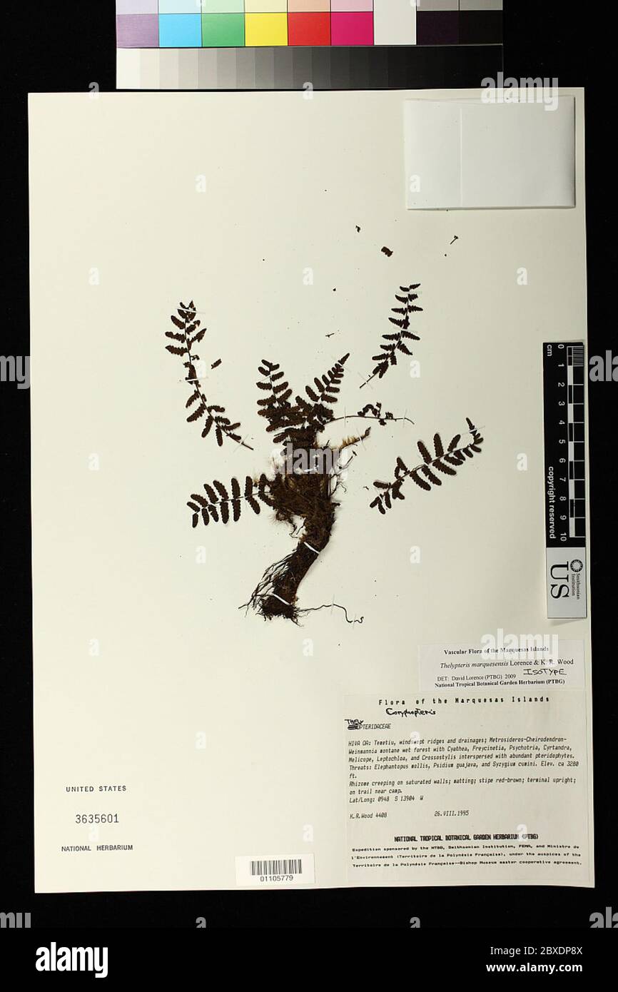 Thelypteris marquesensis Lorence KR Wood Thelypteris marquesensis ...