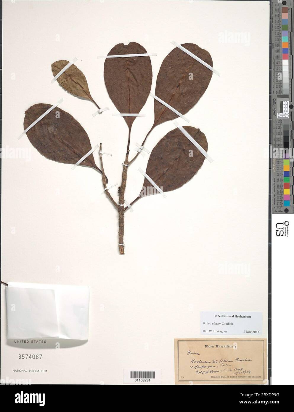 Bobea elatior Gaudich Bobea elatior Gaudich Stock Photo - Alamy