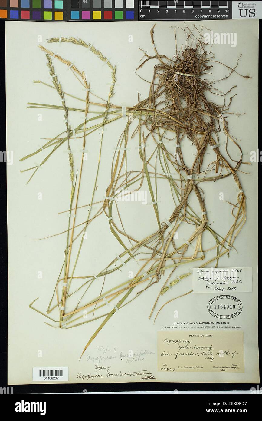 Agropyron breviaristatum Hitchc Agropyron breviaristatum Hitchc Stock ...