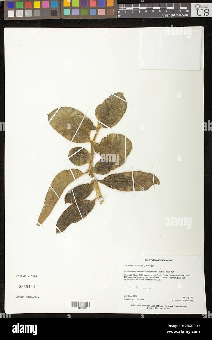 Columnea subcordata CV Morton Columnea subcordata CV Morton Stock Photo ...