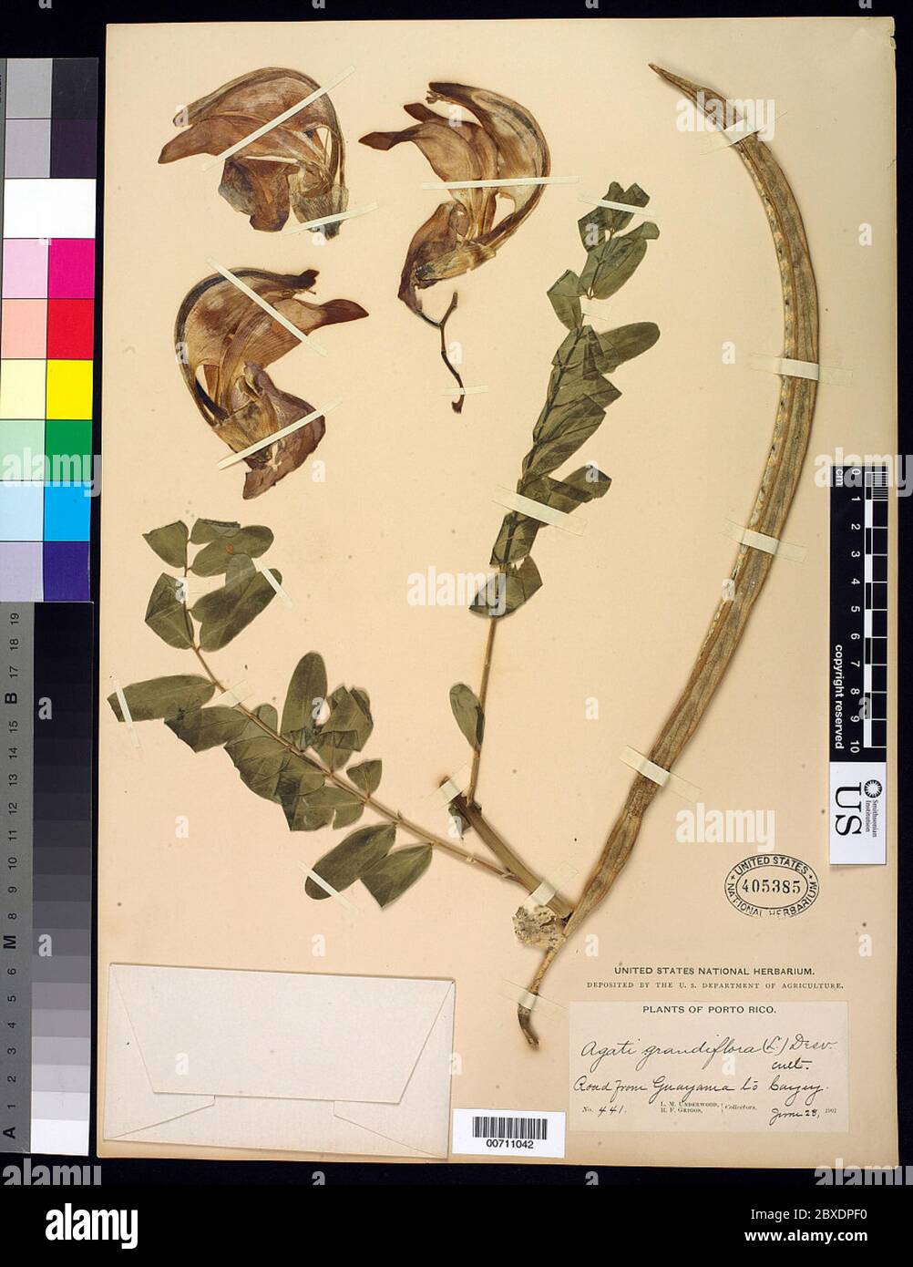 Agati grandiflora L Desv Agati grandiflora L Desv Stock Photo - Alamy