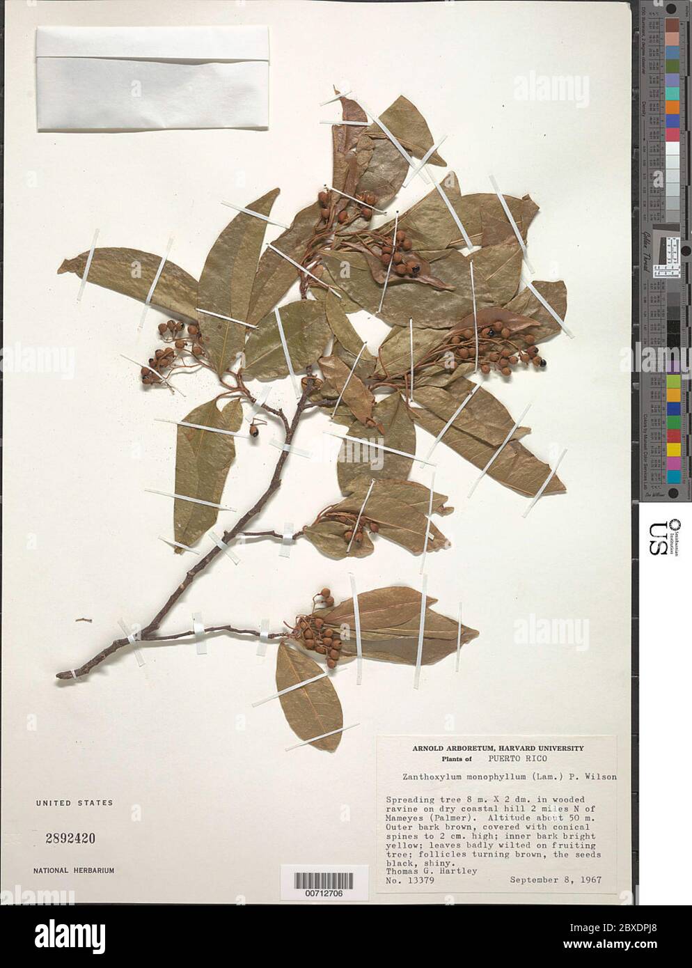 Zanthoxylum monophyllum hi-res stock photography and images - Alamy